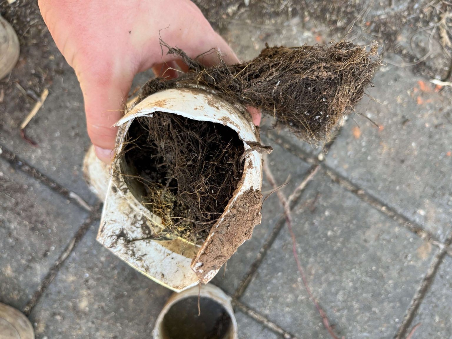 How to Get Rid of Roots in Plumbing Fast & Safely - Plumbing Tips Today