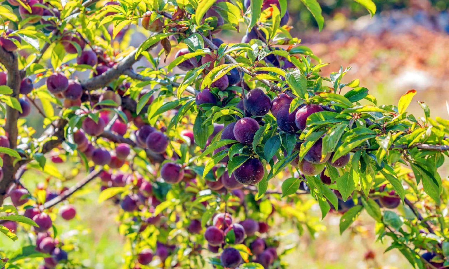Can I Grow a Fruiting Plum Tree in Central Texas? (Yes—with These Tips ...