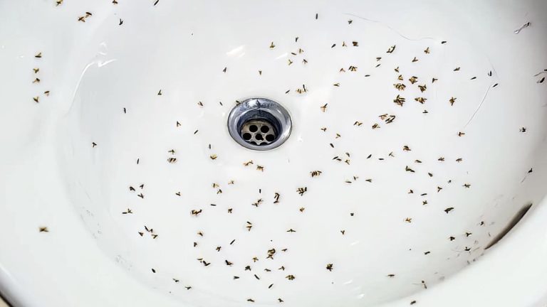 Small Pin Holes in Sink Plumbing? It Could Be Pests! - Plumbing Tips Today